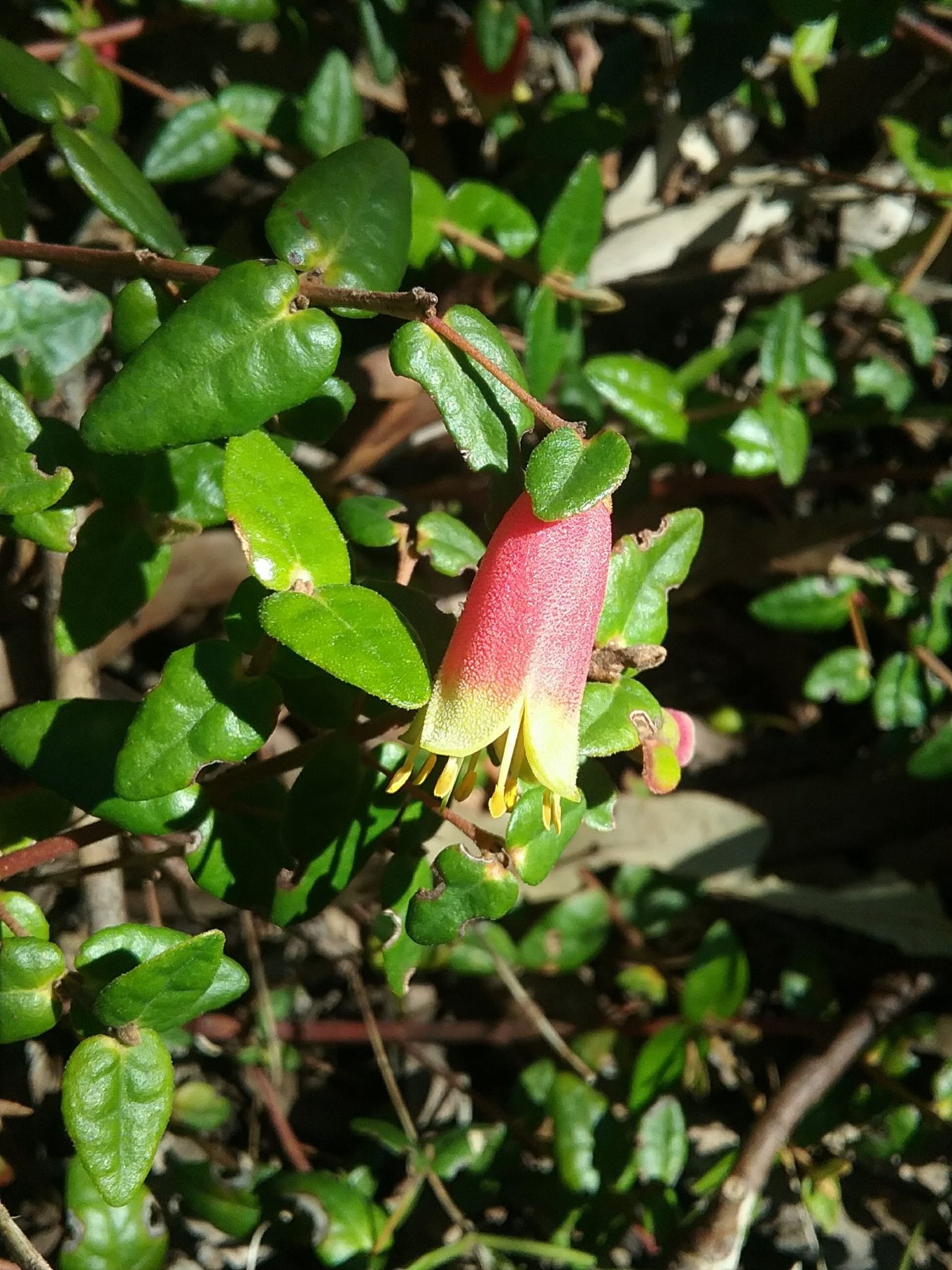 Correa reflexa var scabridula in 68mm Super Tube – Trigg Plants