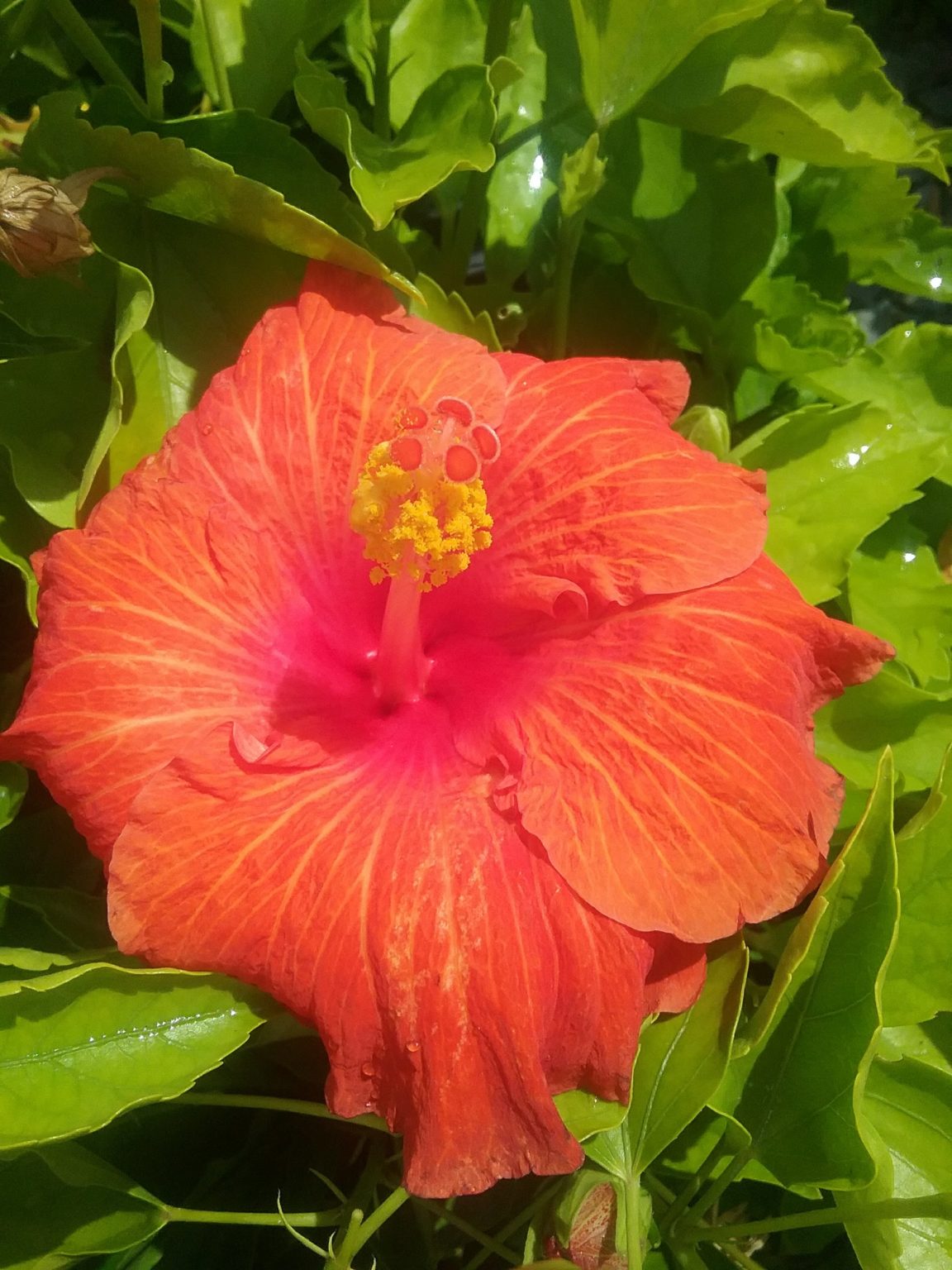 Hibiscus – Trigg Plants
