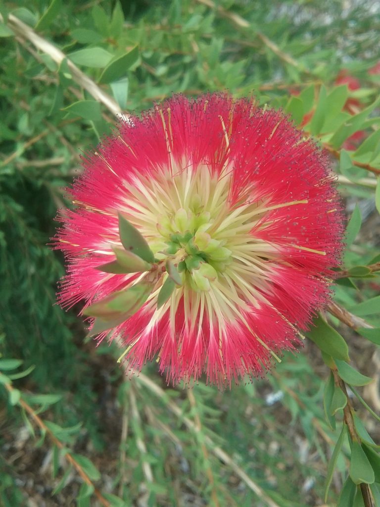 Melaleuca macronychia in 68mm Super Tube – Trigg Plants