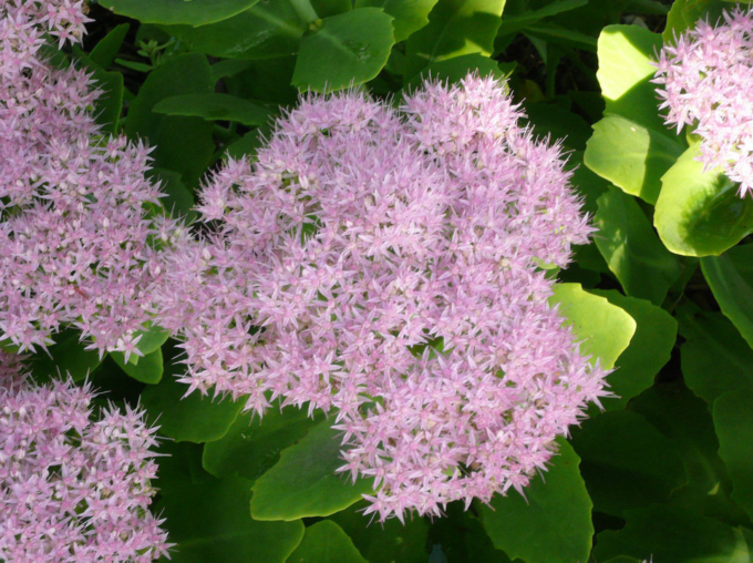 Sedum Mini Joy (Bare Rooted) – Trigg Plants