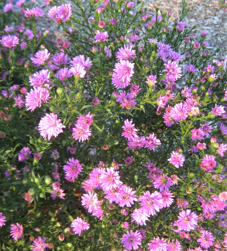 Aster Ruby Buttons (Easter Daisy) Bare Rooted – Trigg Plants