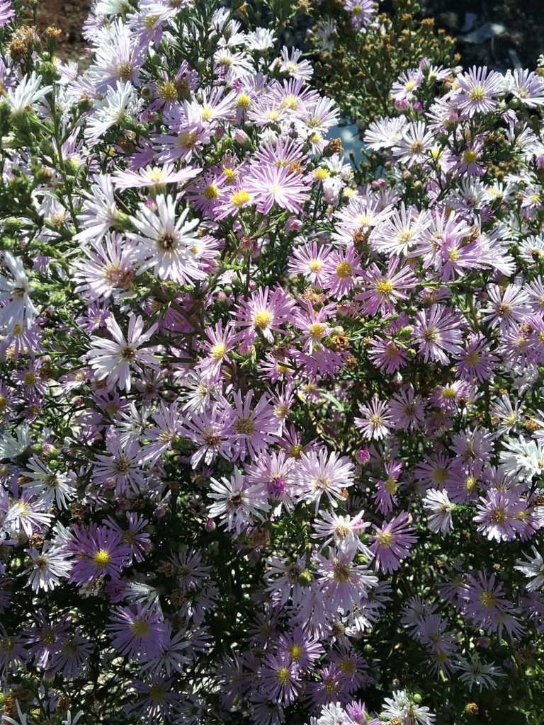 Aster Pink Star (Easter Daisy) in 50mm Forestry Tube – Trigg Plants