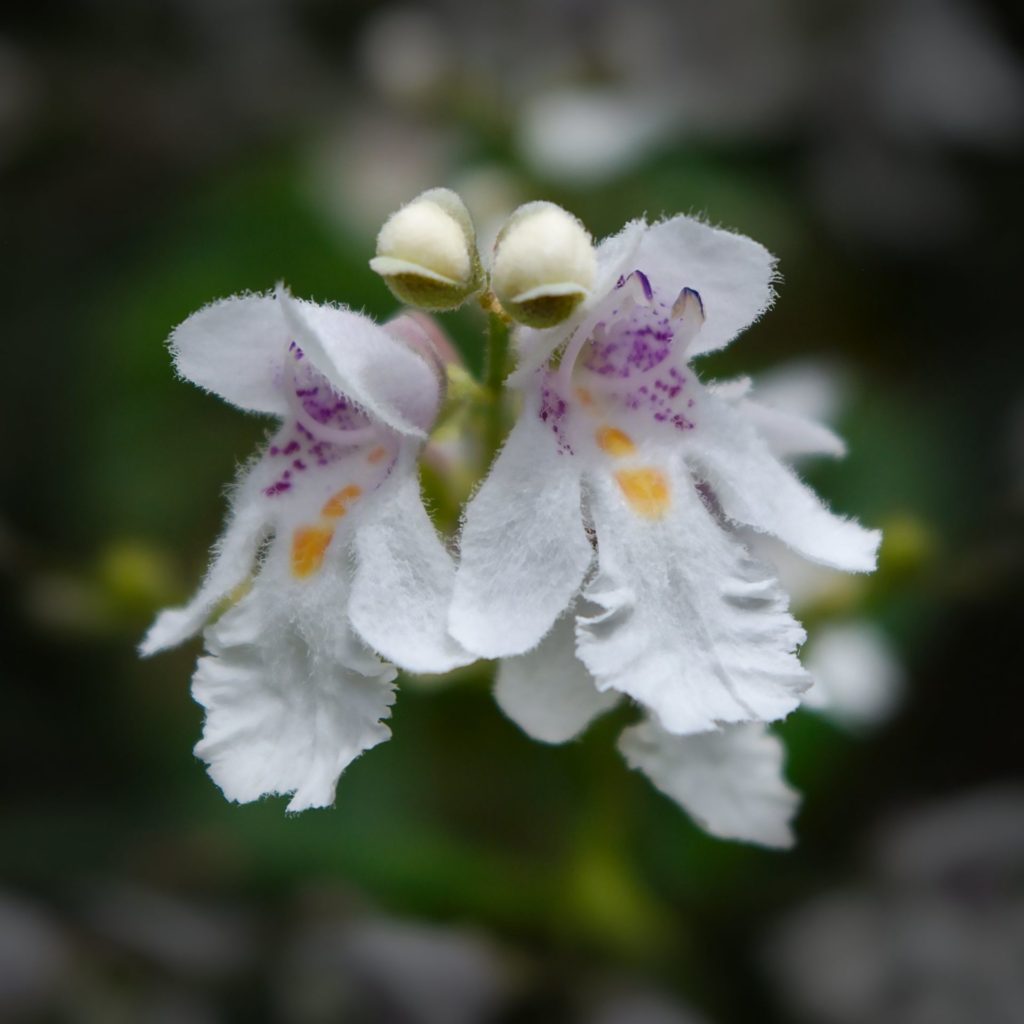 Prostanthera lasianthos Badga Peak in 68mm Super Tube – Trigg Plants