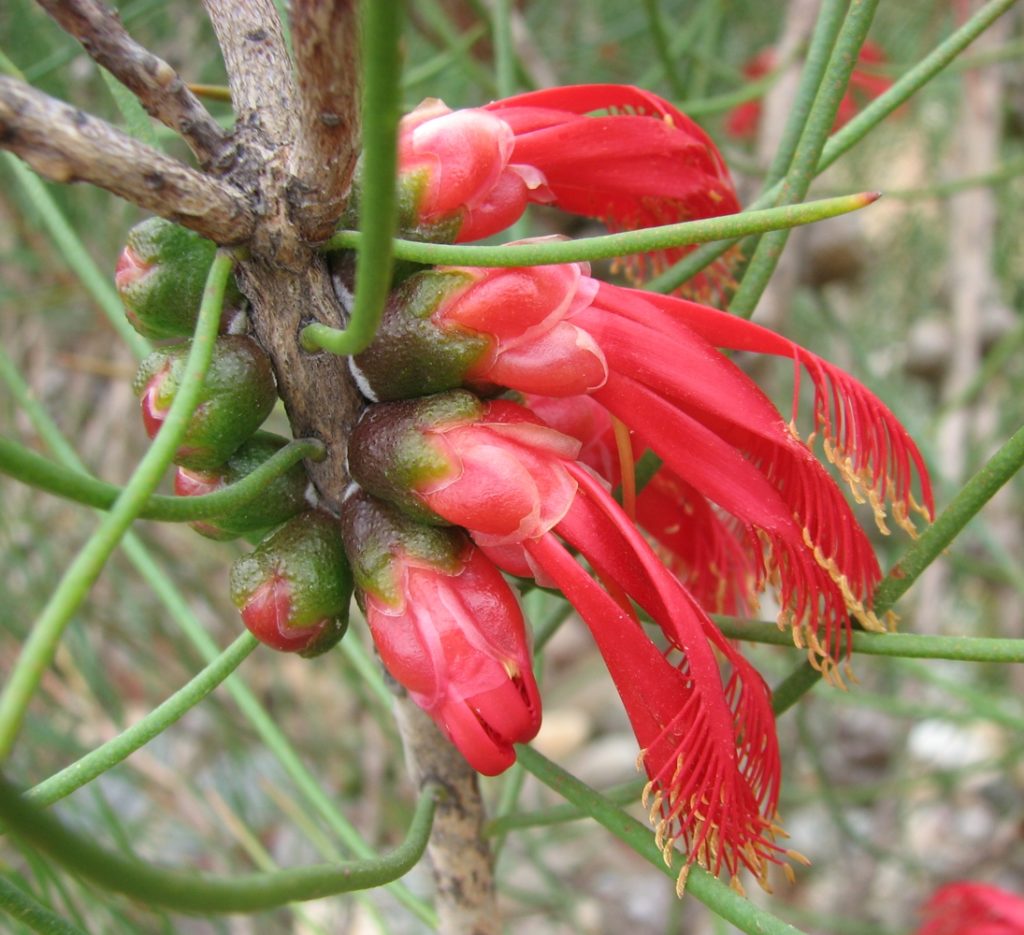 Calothamnus gilesii in 50mm Forestry Tube – Trigg Plants