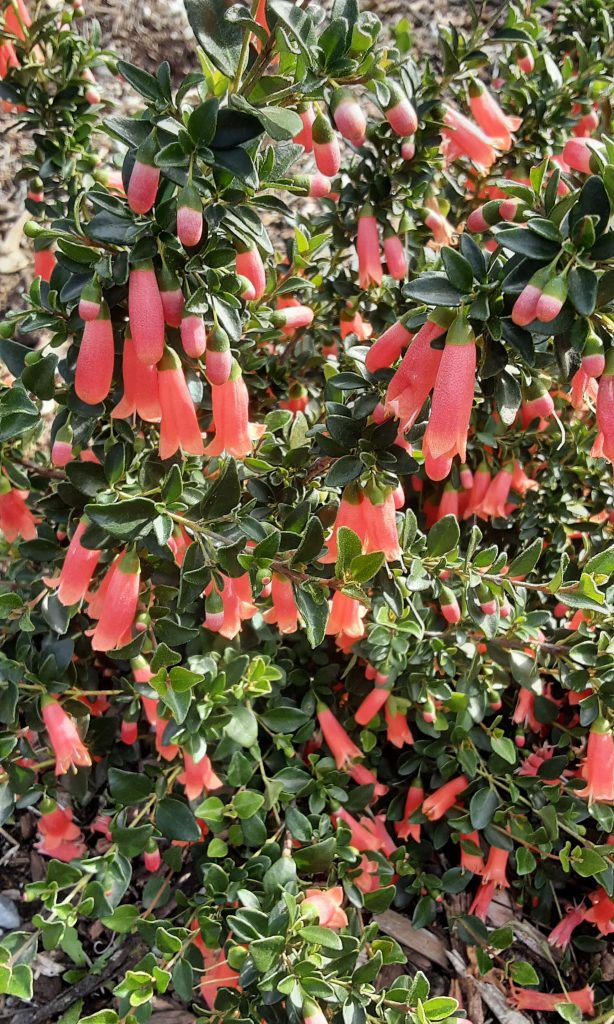Correa pulchella orange form in 50mm forestry tube – Trigg Plants
