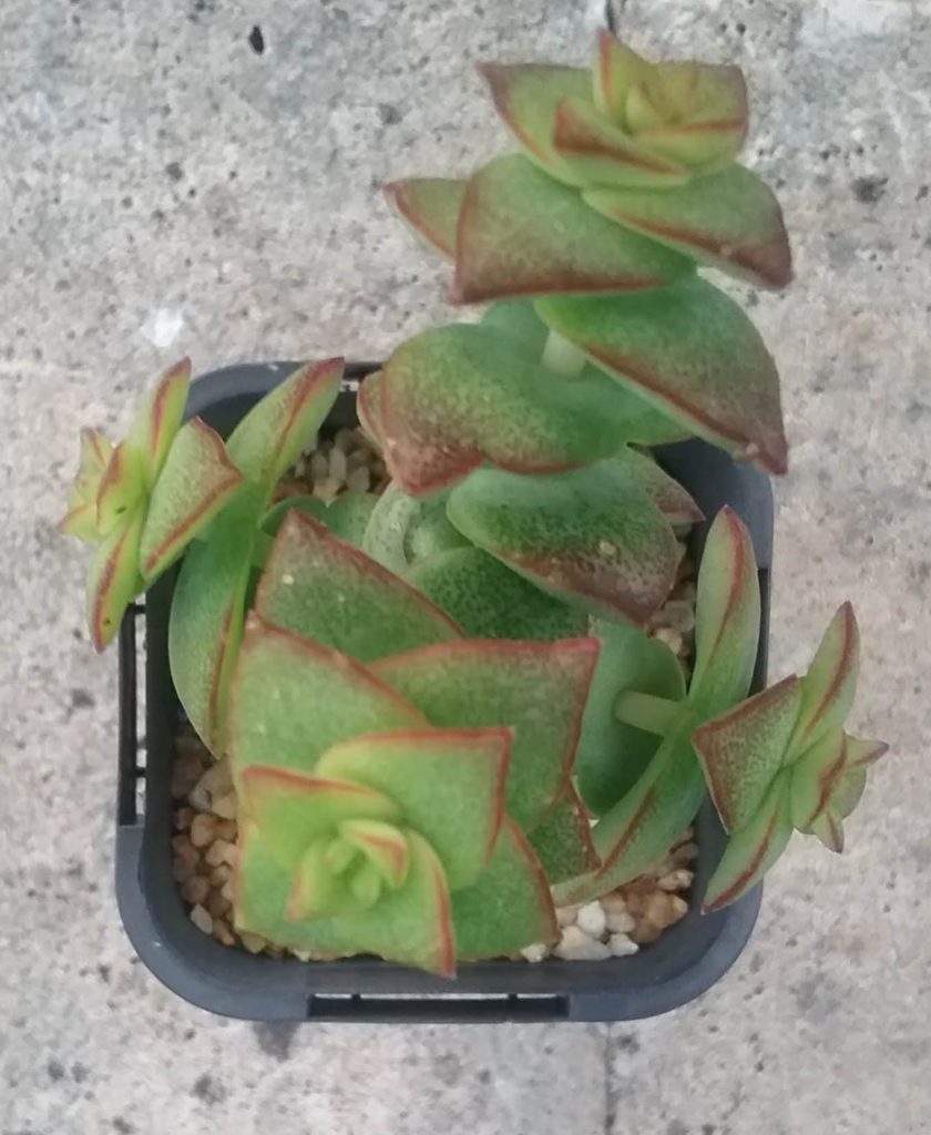 Crassula species in 65mm square pot – Trigg Plants