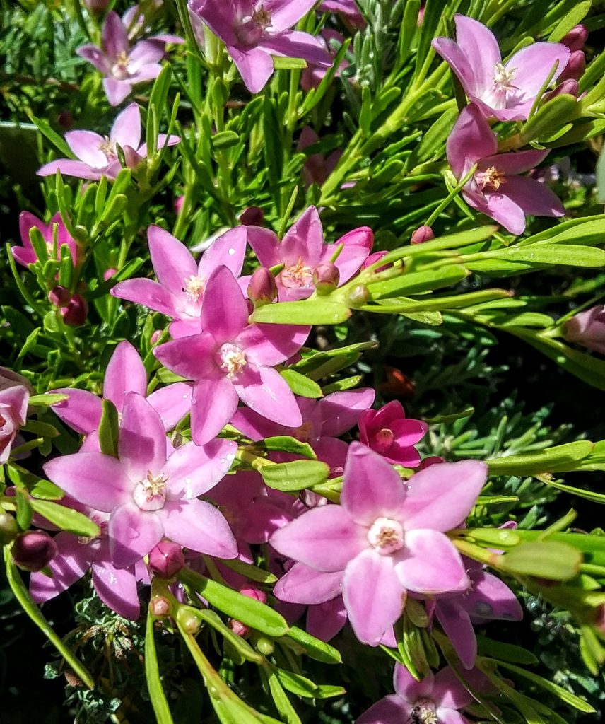 Crowea exalata in 68mm Super Tube – Trigg Plants