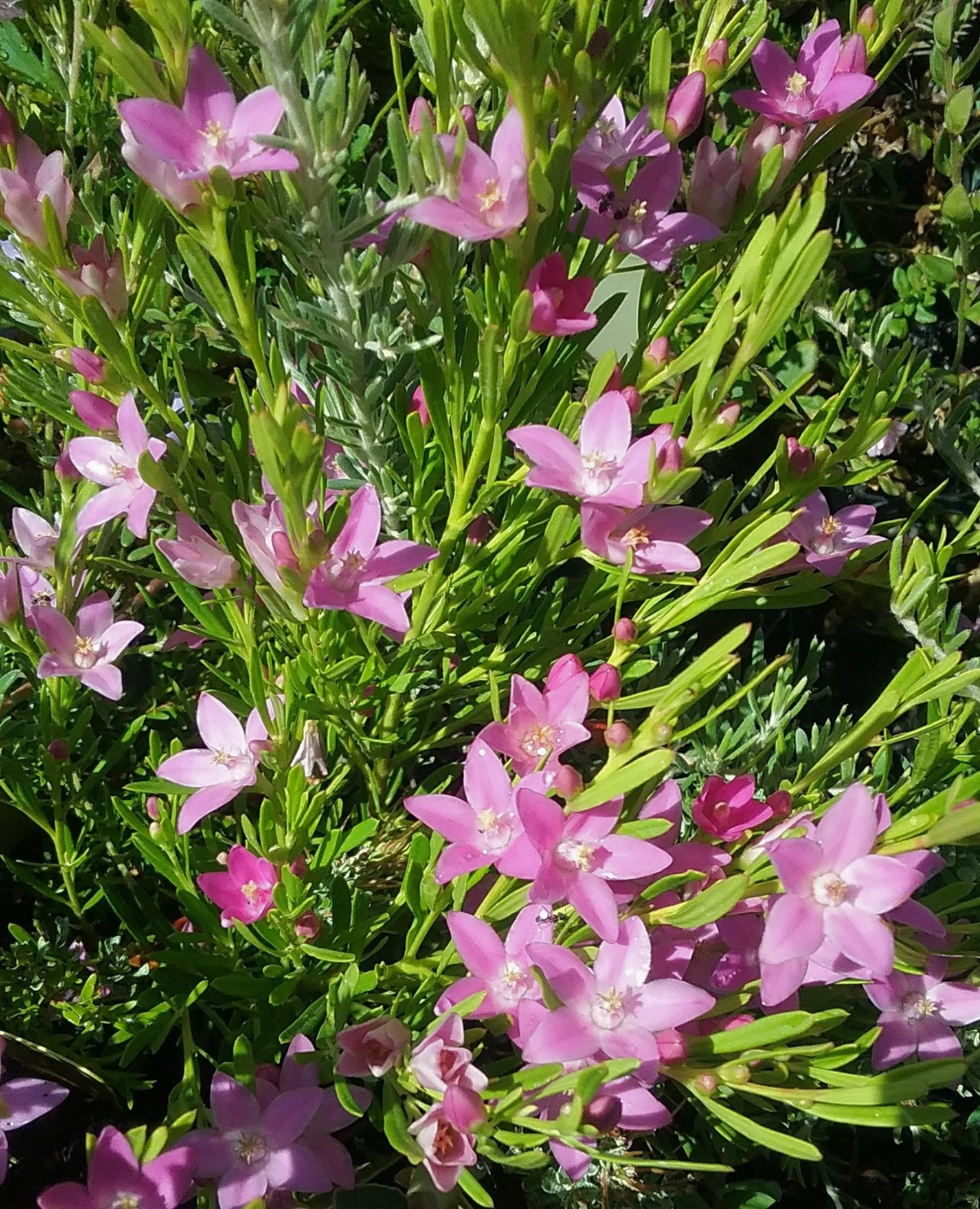 Crowea exalata in 68mm Super Tube – Trigg Plants