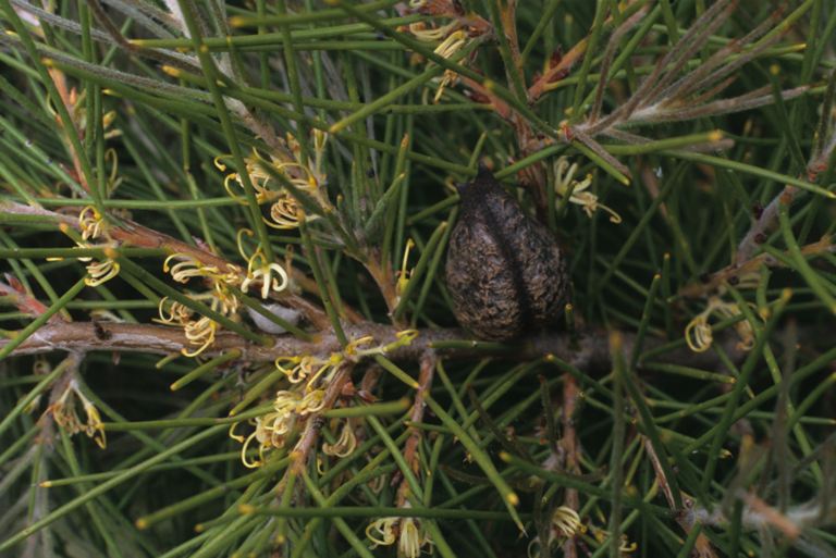 Hakea – Trigg Plants