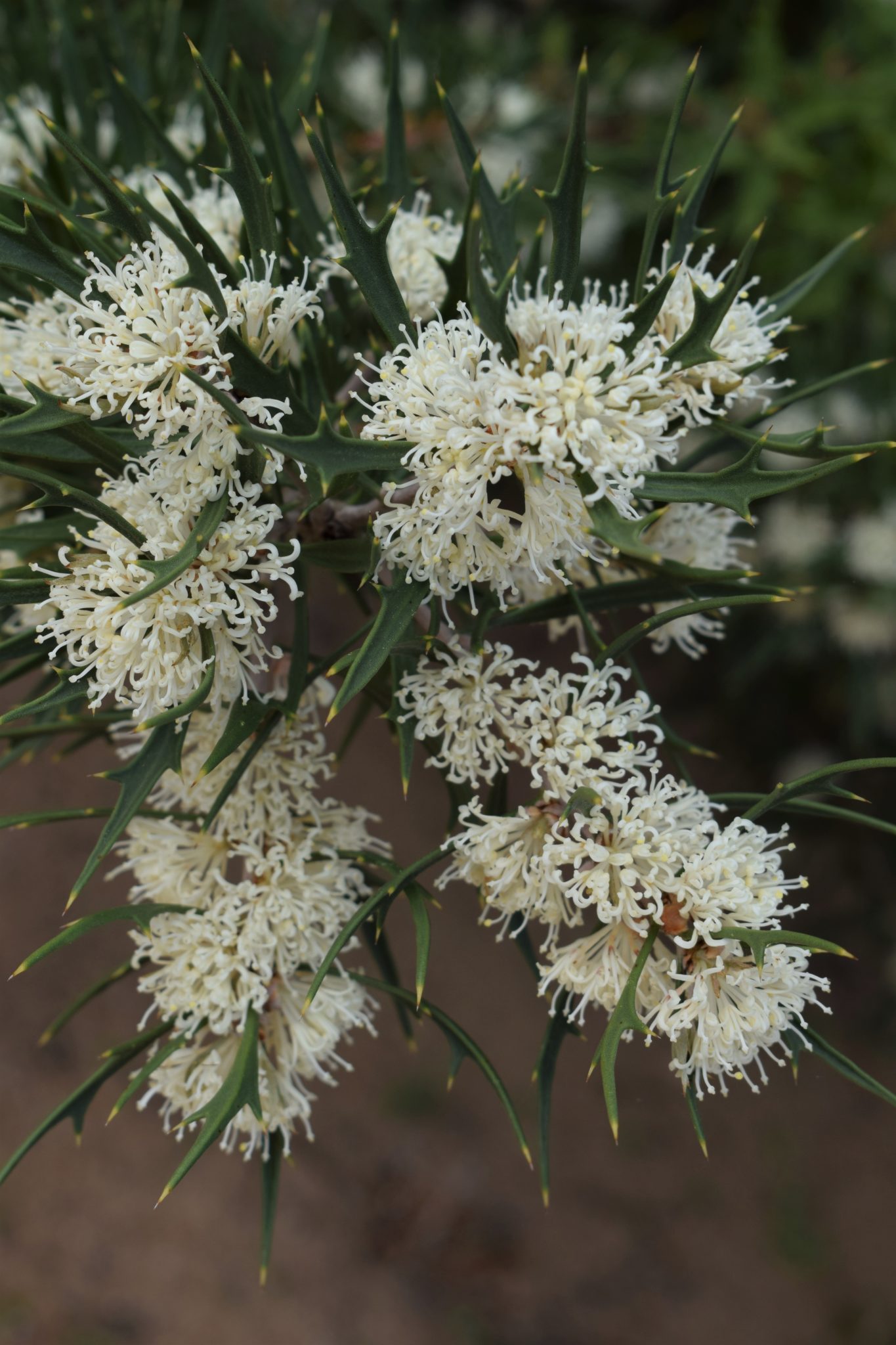 Hakea varia in 50mm Forestry Tube – Trigg Plants