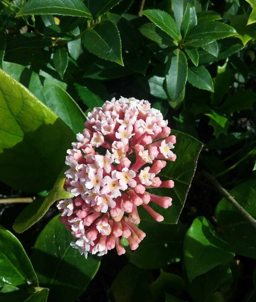 Rondeletia amoena in 75mm Supergro Tube – Trigg Plants