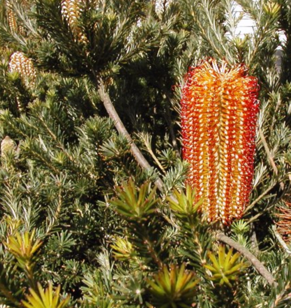 Banksia ericifolia Red Rover in 50mm Forestry Tube – Trigg Plants
