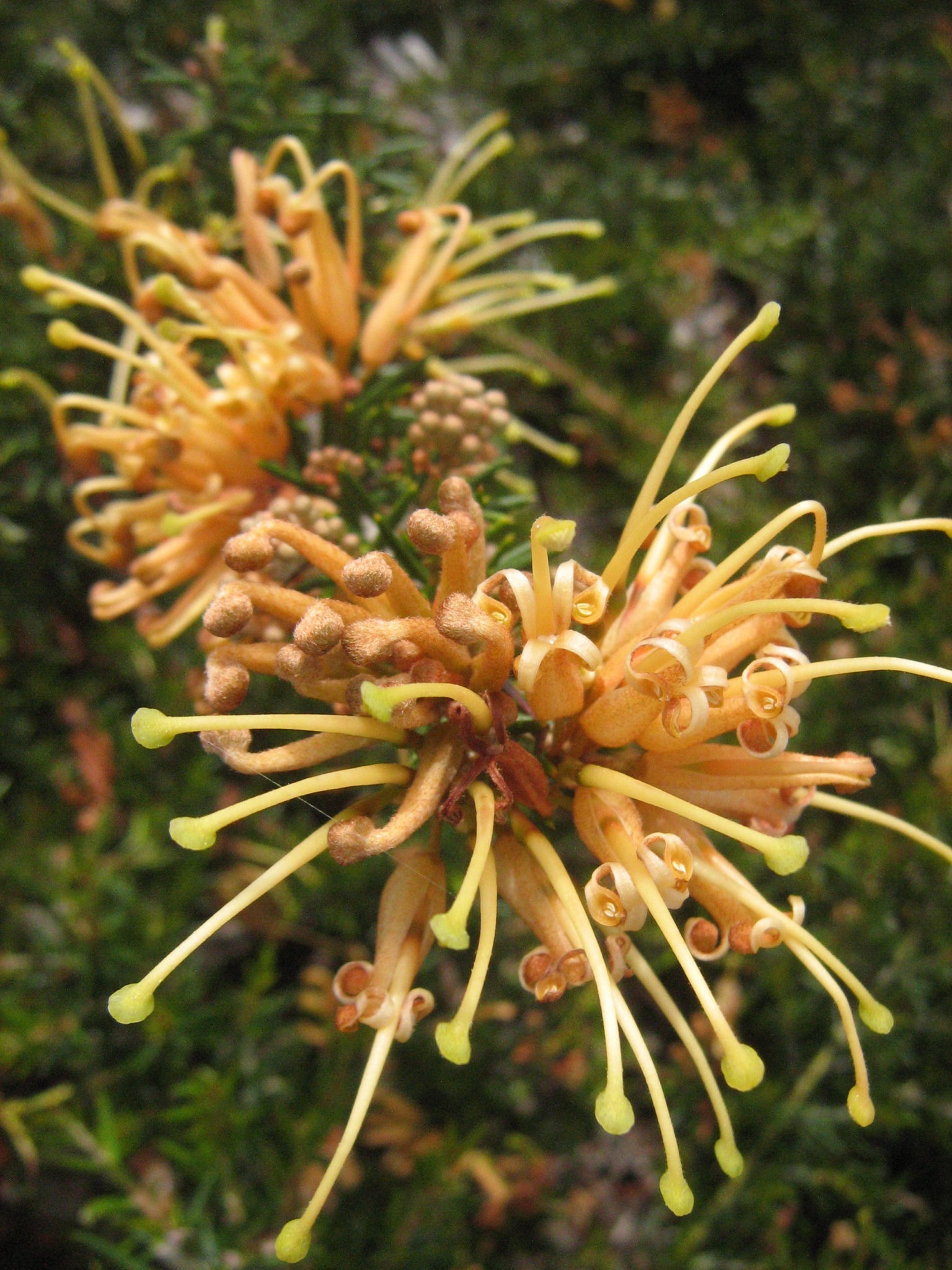 Grevillea juniperina Molongolo in 50mm Forestry Tube – Trigg Plants