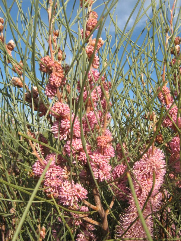 Hakea – Trigg Plants