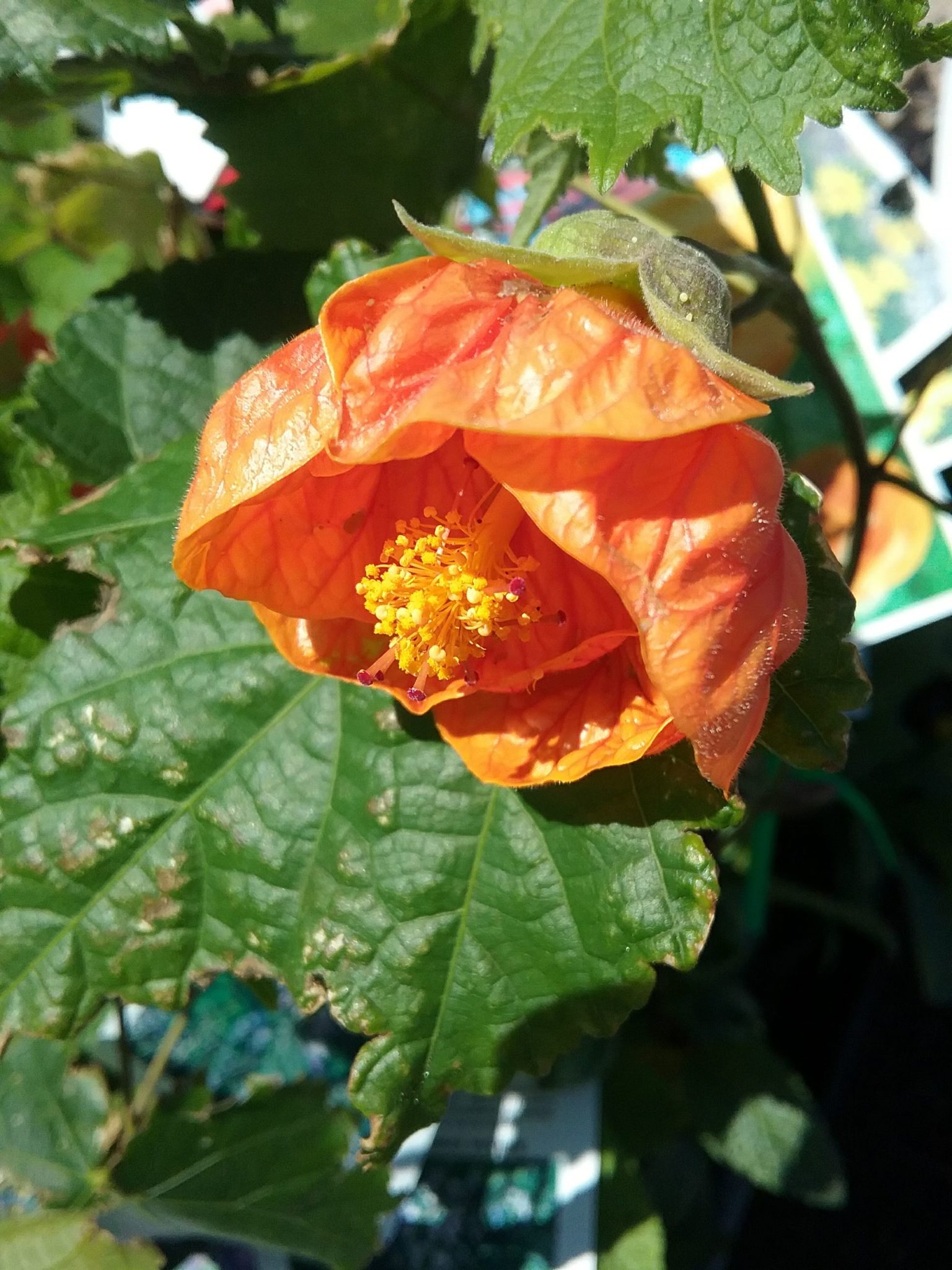 Abutilon hybrid Orange in 50mm Forestry Tube – Trigg Plants