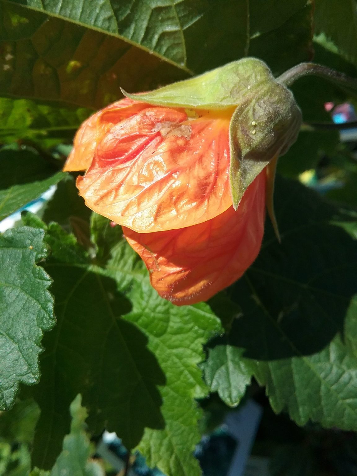 Abutilon hybrid Orange in 50mm Forestry Tube – Trigg Plants
