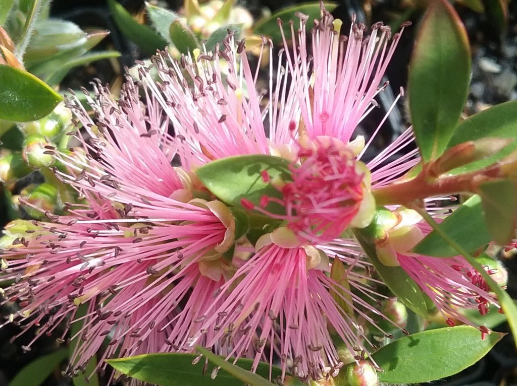 Callistemon Demesne Prestige Pink (bottlebrush) in 50mm Forestry Tube ...
