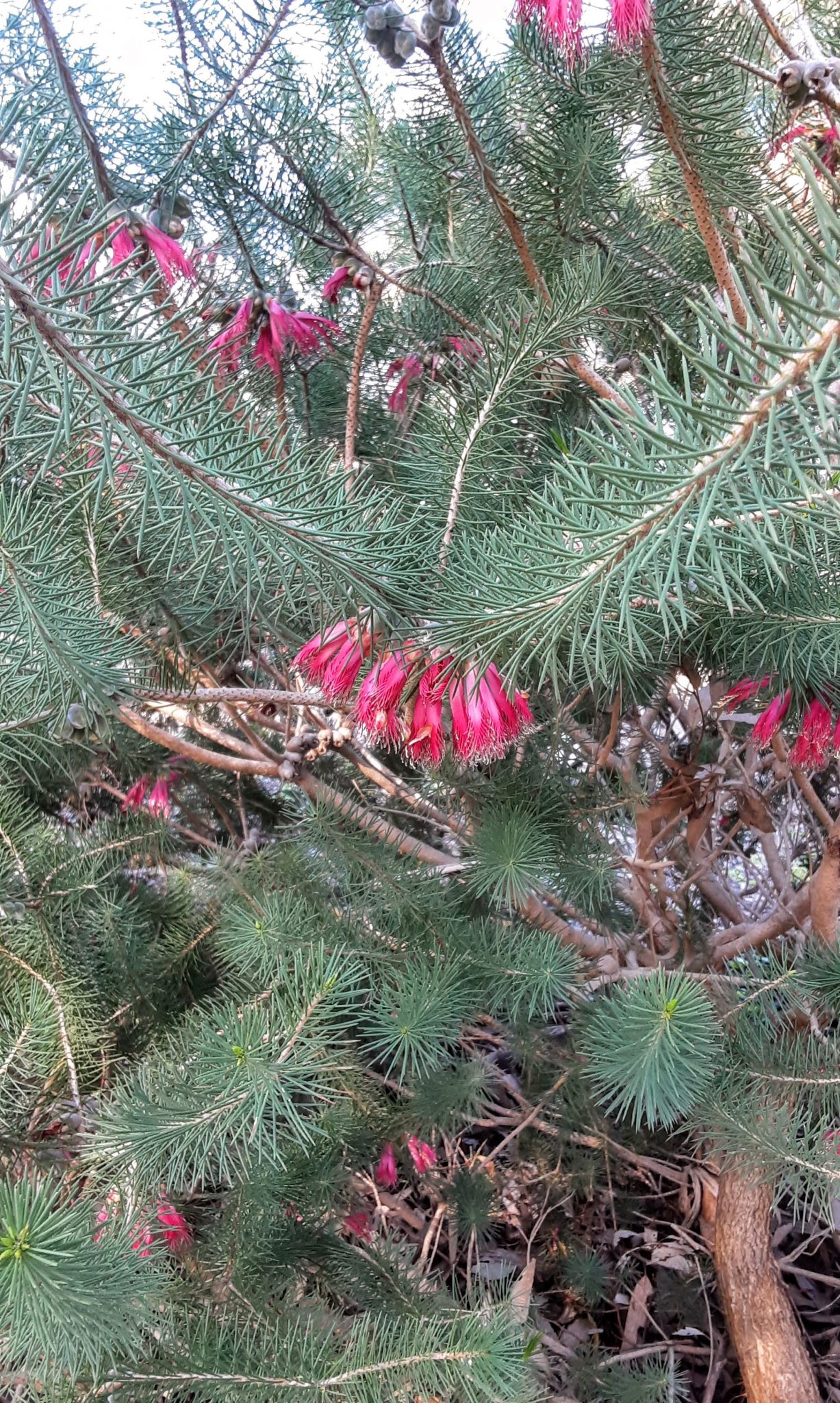 Calothamnus pinifolius in 68mm Super Tube – Trigg Plants