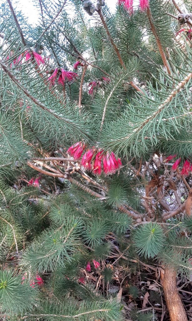 Calothamnus pinifolius in 68mm Super Tube – Trigg Plants