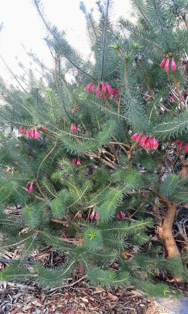 Calothamnus pinifolius in 68mm Super Tube – Trigg Plants
