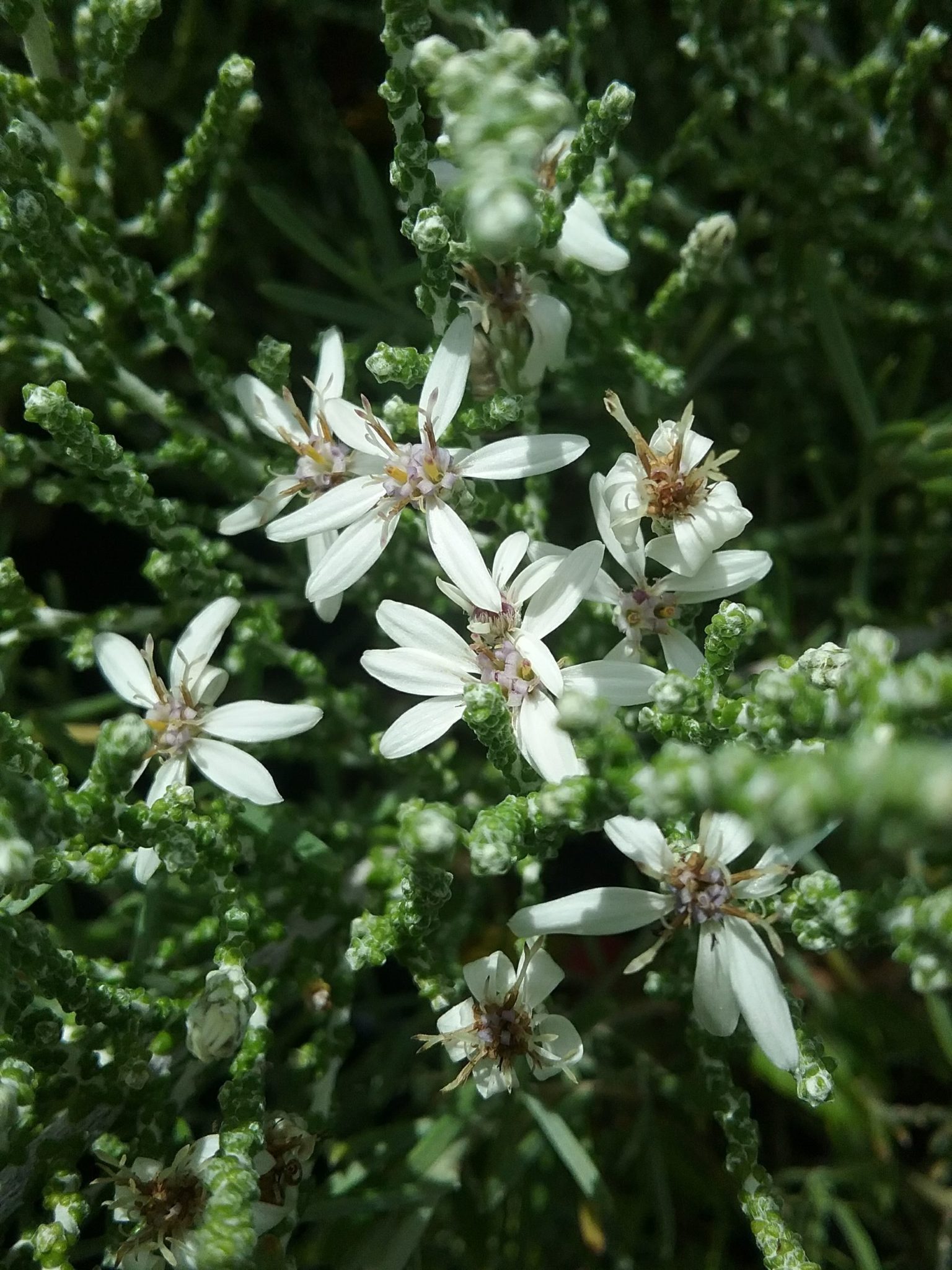 Olearia lepidophylla in 50mm Forestry Tube – Trigg Plants
