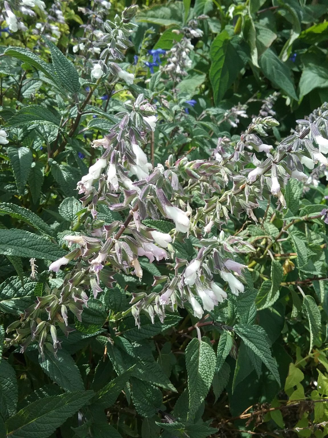 Salvia Waverly in 50mm forestry tube – Trigg Plants