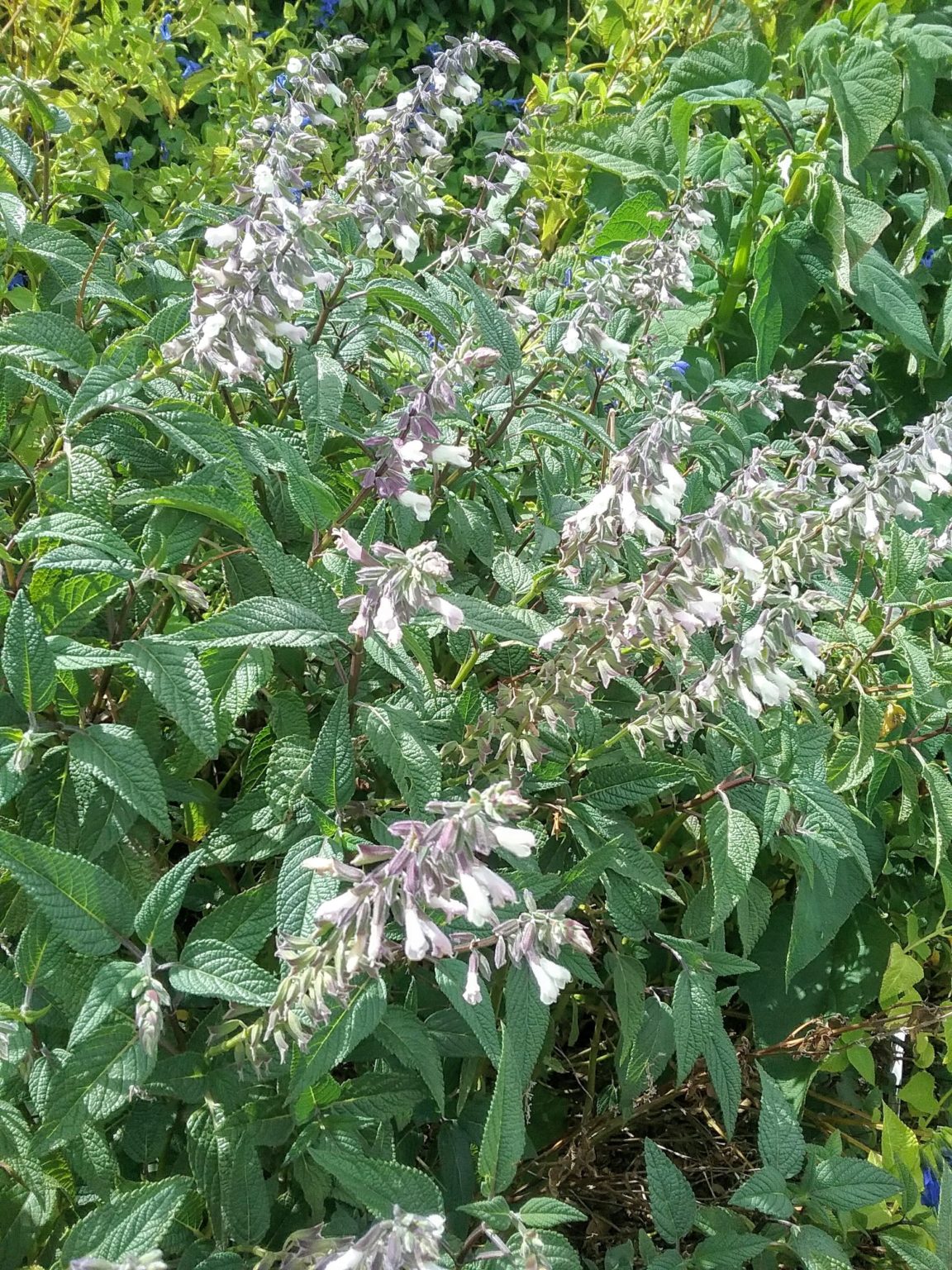 Salvia Waverly in 50mm forestry tube – Trigg Plants