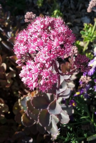 Sedum adolphi Tropical Sunset in 65mm Square Pot – Trigg Plants