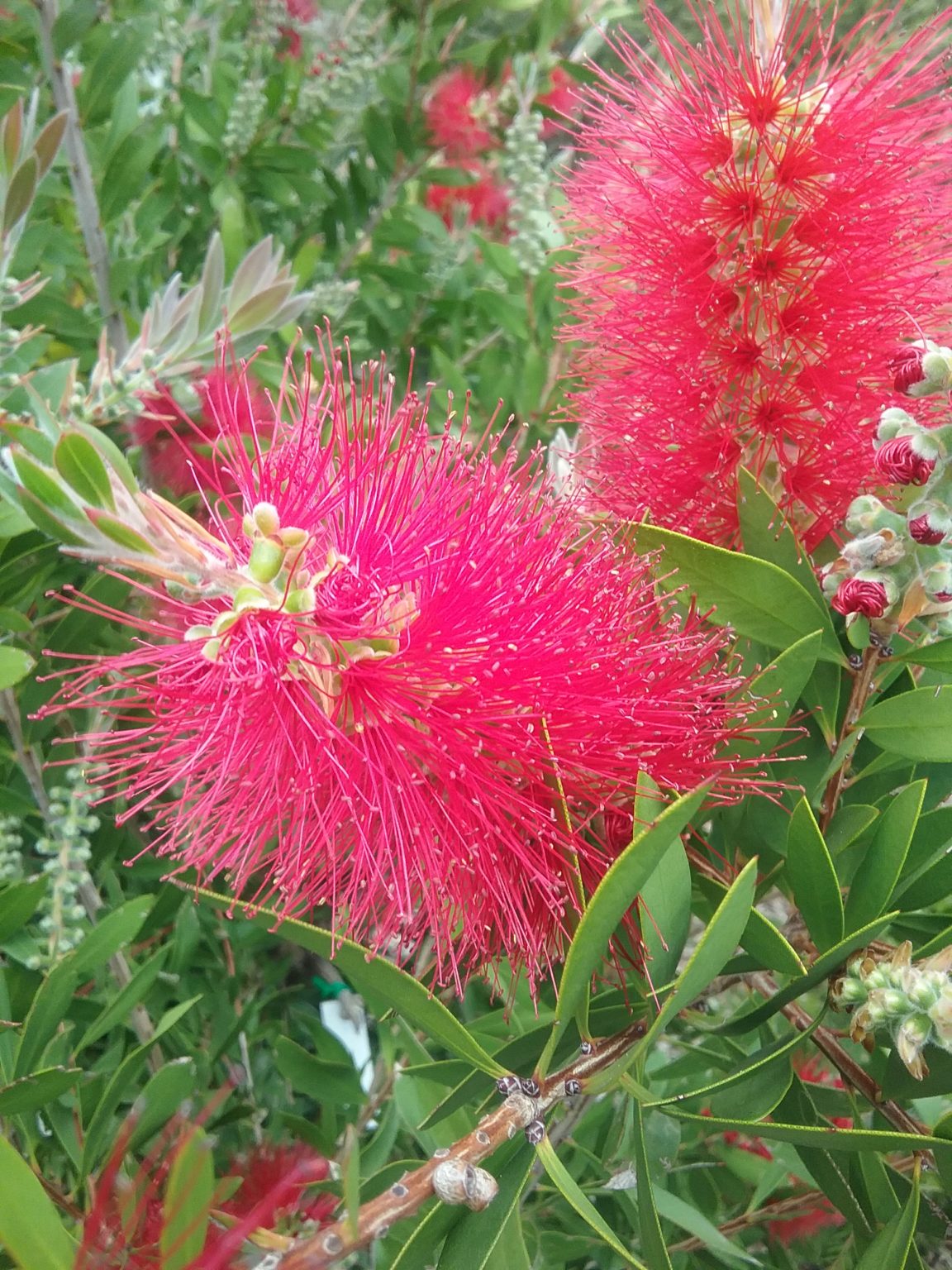 Callistemon – Trigg Plants