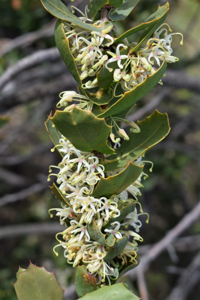 Hakea prostrata in 50mm Forestry Tube – Trigg Plants