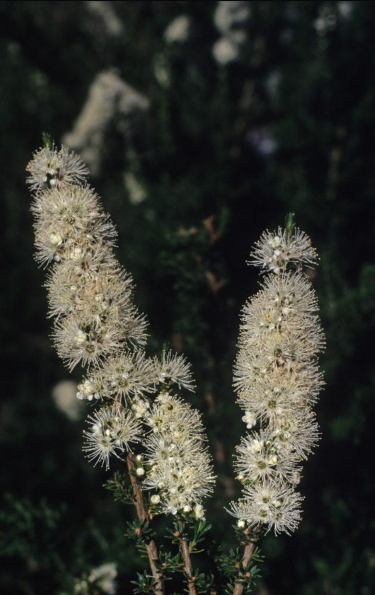 Kunzea ambigua in 50mm Forestry Tube – Trigg Plants