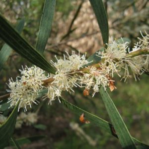 Hakea – Trigg Plants