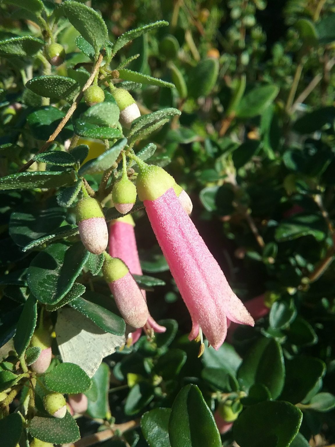 Correa pulchella Little Cate in 68mm Super Tube – Trigg Plants