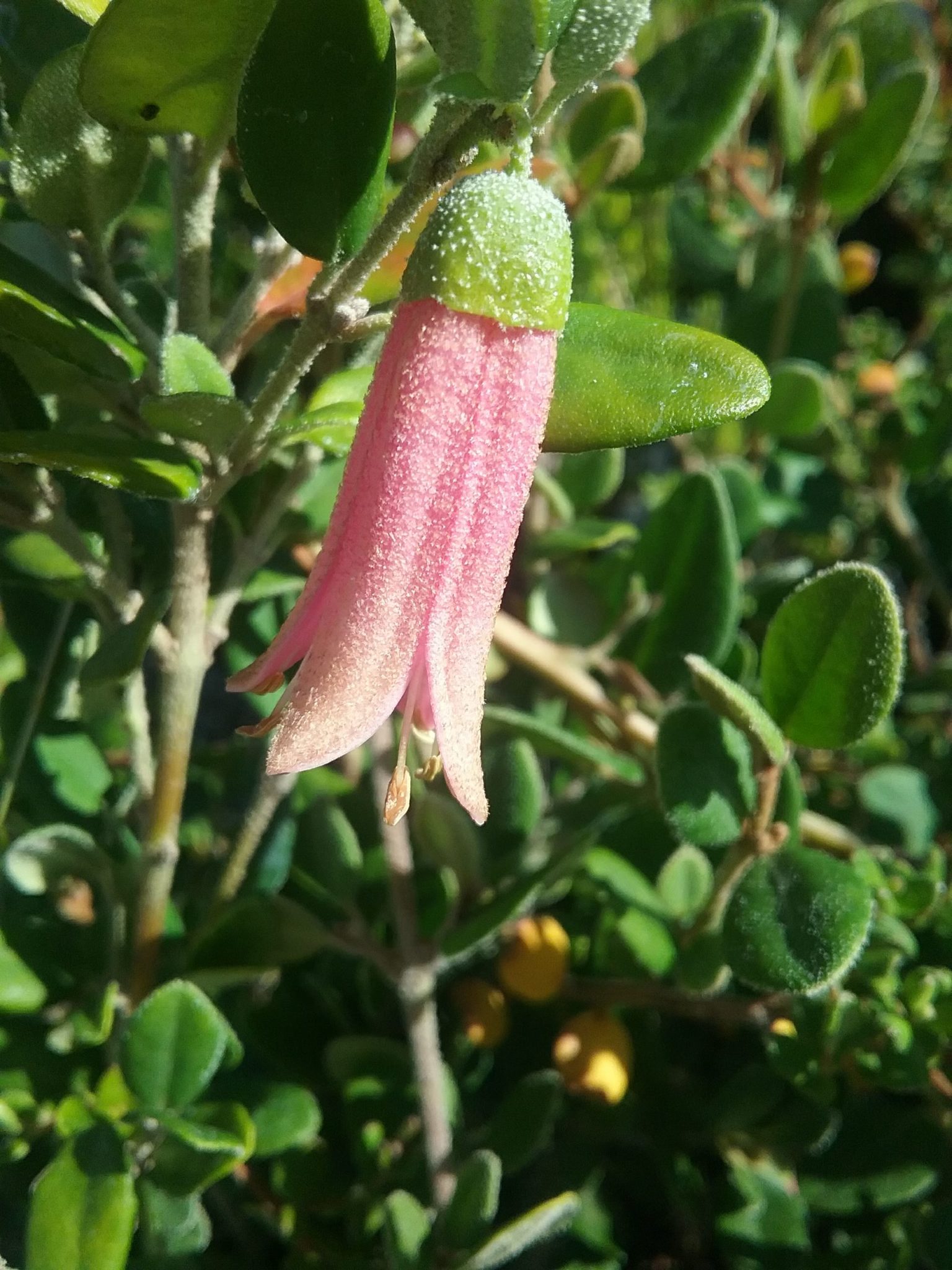 Correa pulchella Big Pink in 75mm Supergro Tube – Trigg Plants