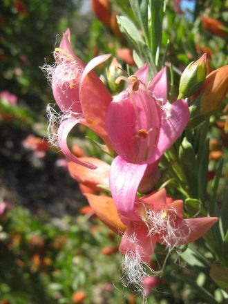 Eremophila racemosa Fairy Floss (Emu Bush) in 50mm Forestry Tube ...