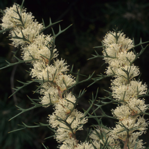 Hakea – Trigg Plants