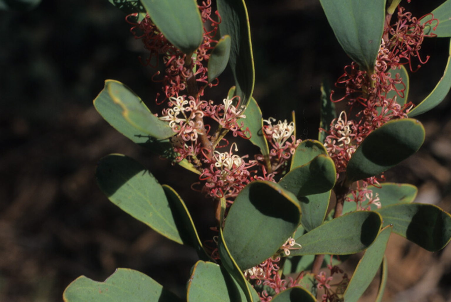 Native Plants – Page 14 – Trigg Plants