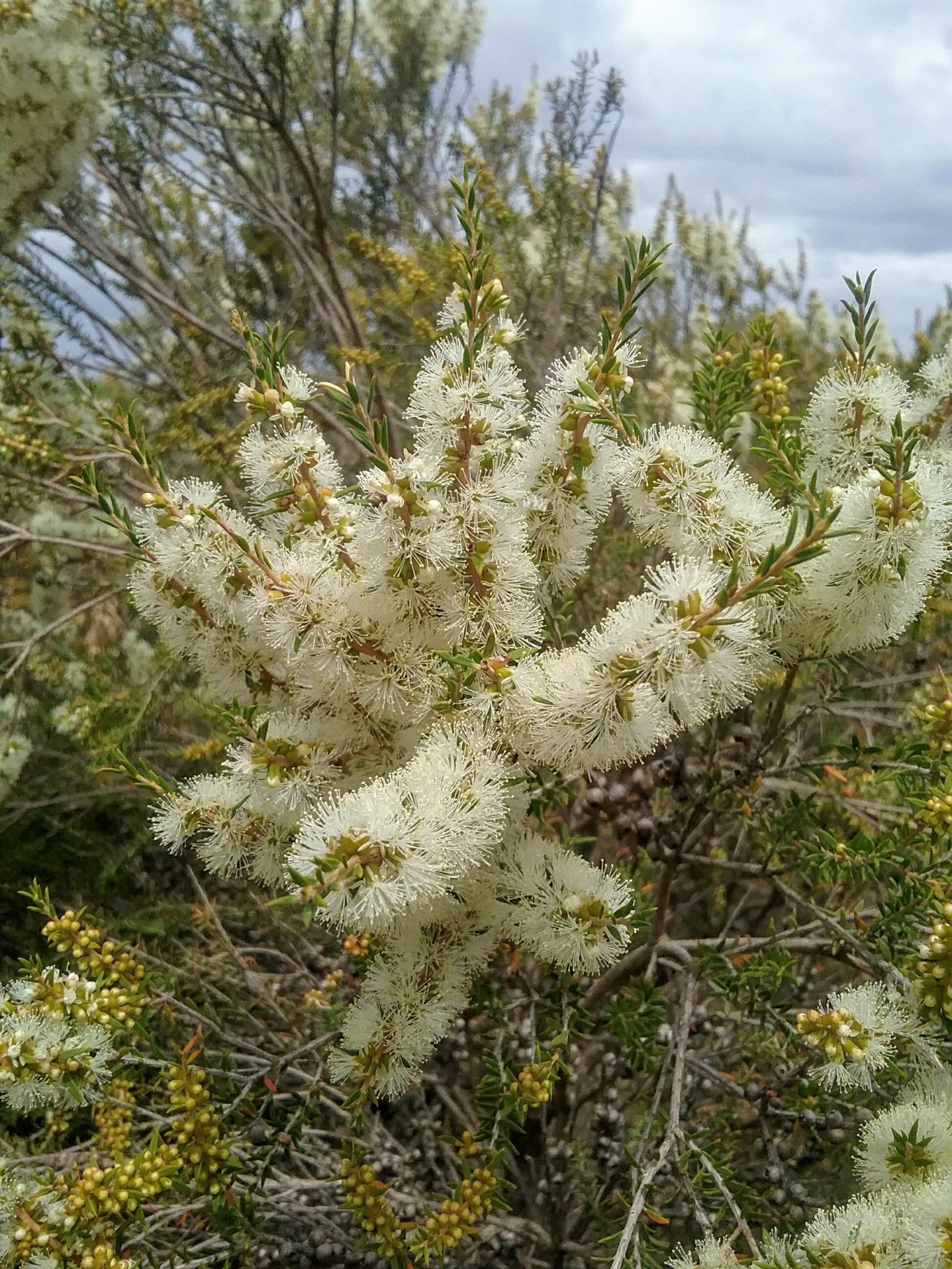 Melaleuca lanceolata in 50mm Forestry Tube – Trigg Plants