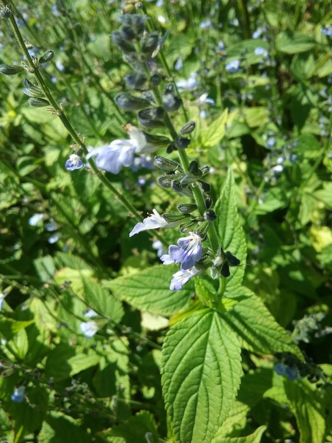 Salvia riparia 1a (2) – Trigg Plants