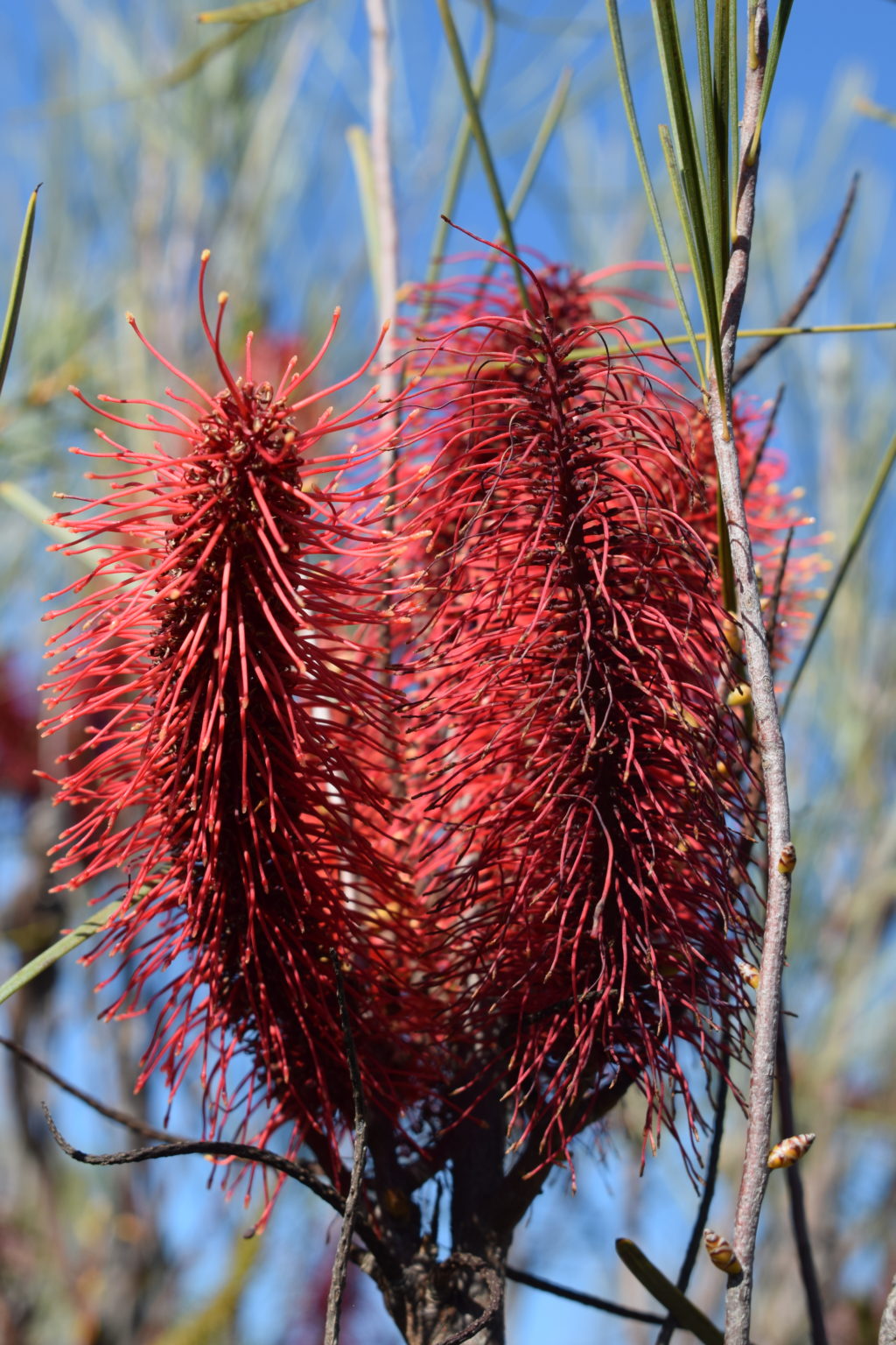 Hakea – Trigg Plants