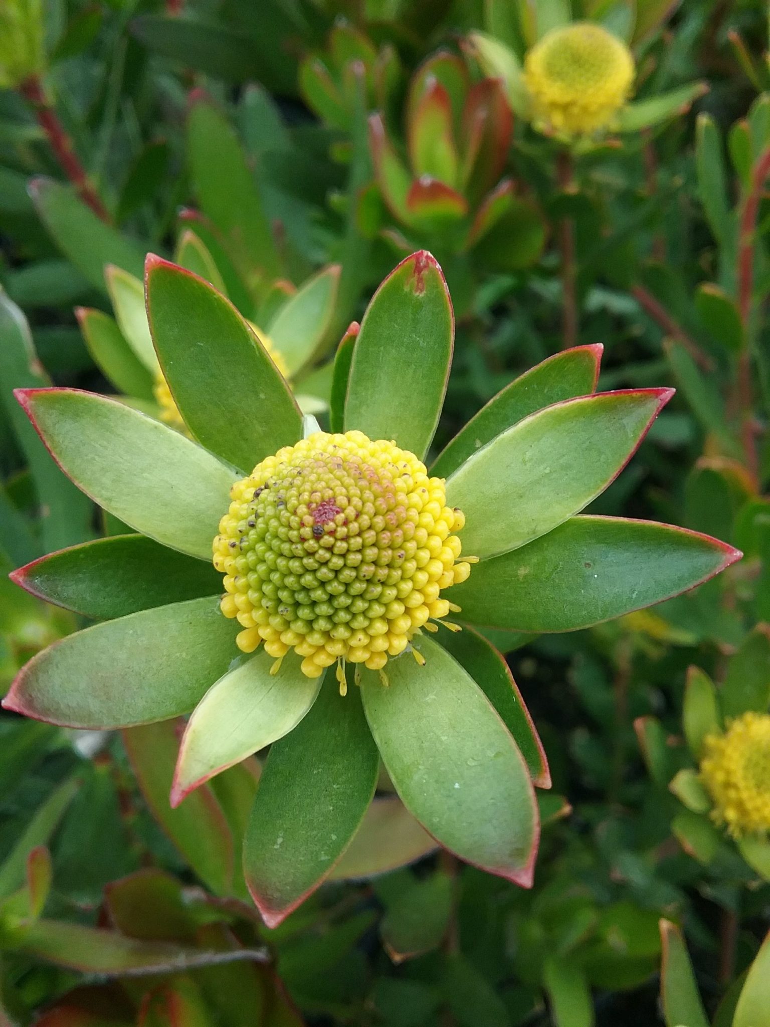 Leucadendron Sundance in 68mm Super Tube – Trigg Plants