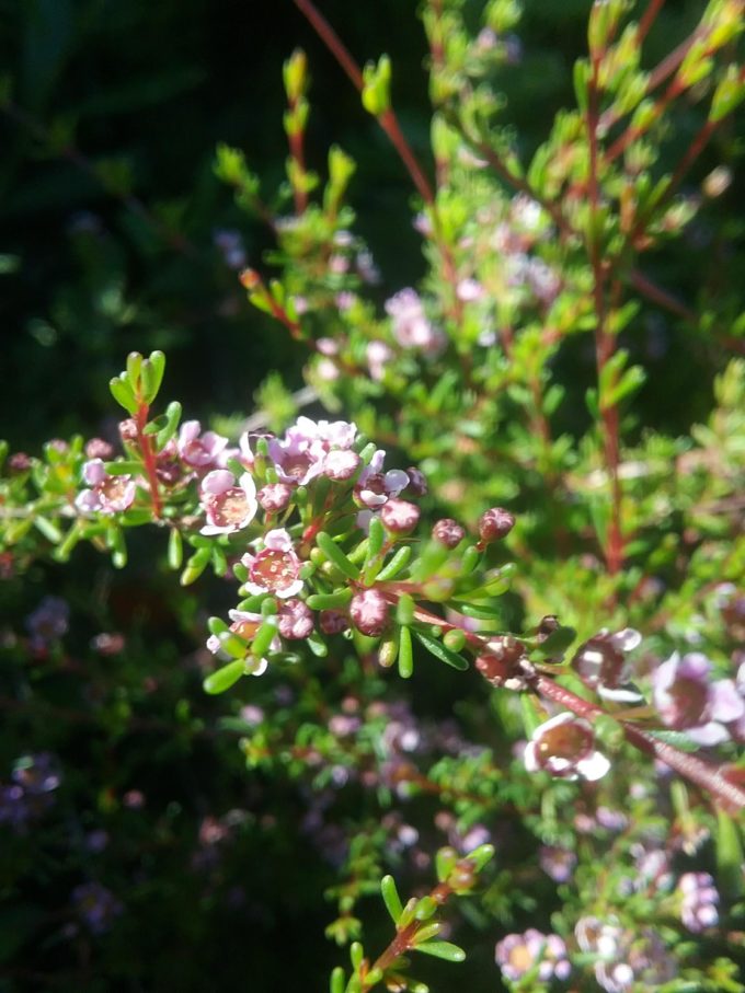 Astartea astarteoides in 68mm Super Tube – Trigg Plants