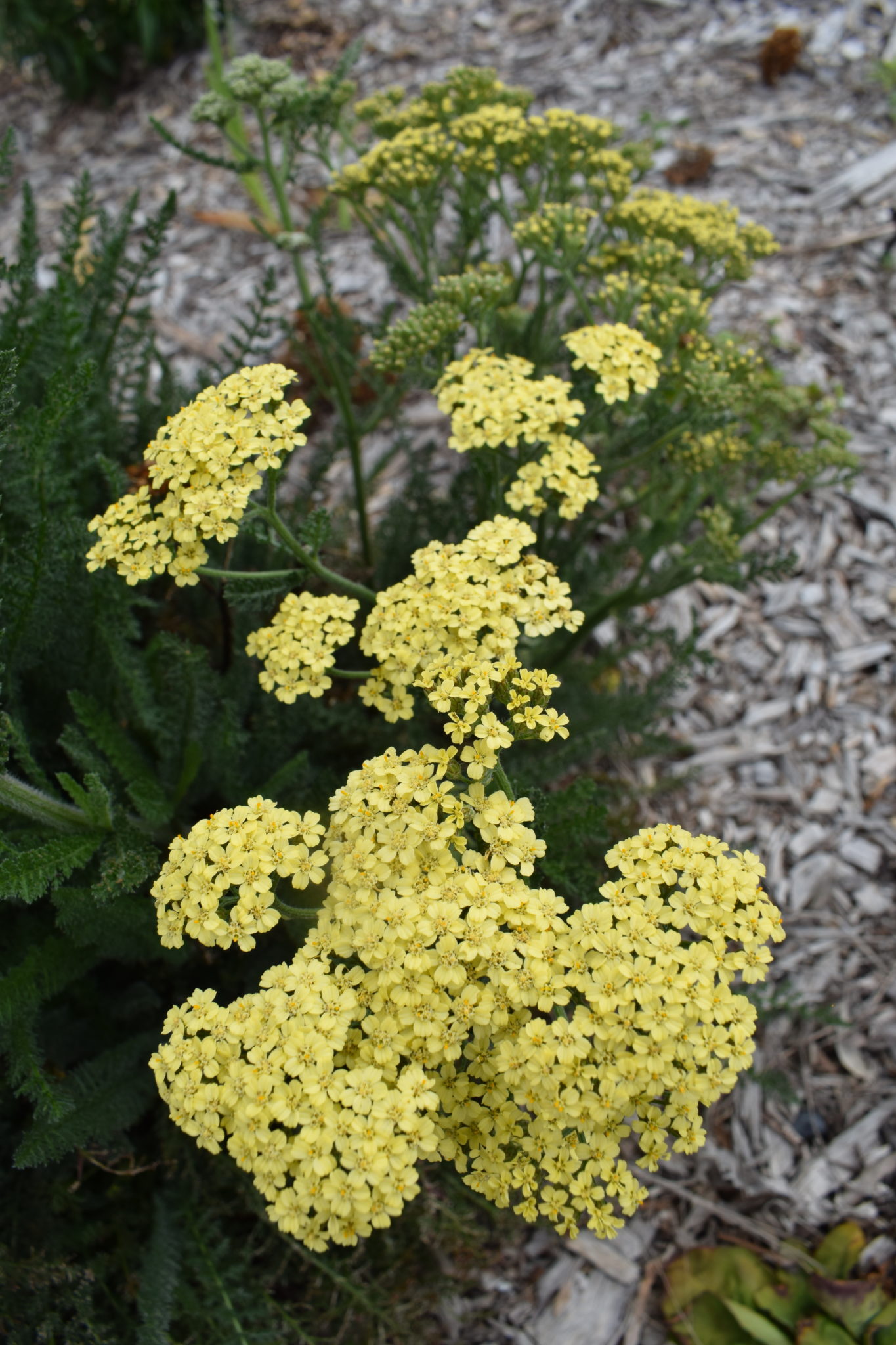 Perennials under 1m – Trigg Plants