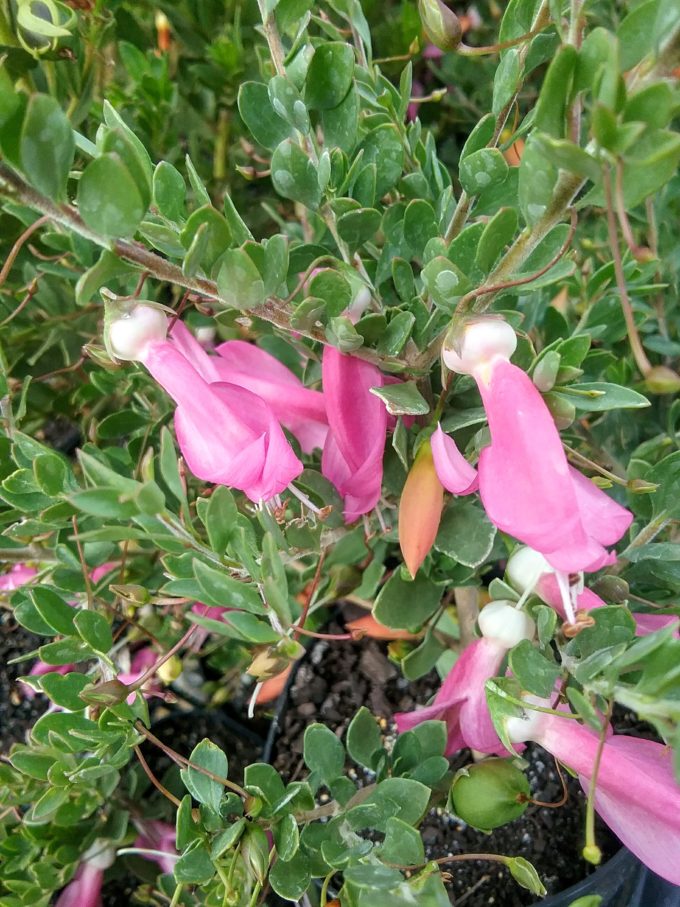 Eremophila maculata dwarf pink (Emu Bush) in 75mm Supergro Tube – Trigg ...