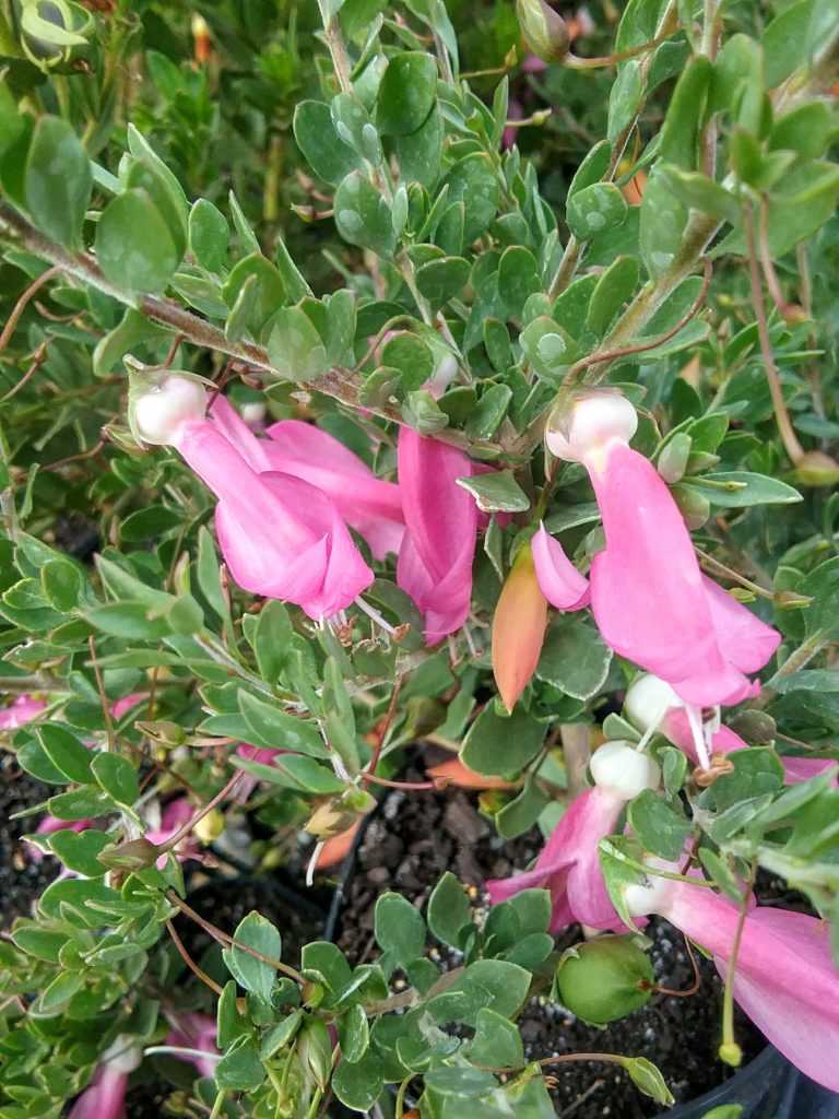 Eremophila maculata dwarf pink in 50mm Forestry Tube – Trigg Plants
