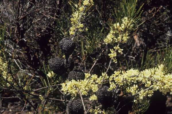 Hakea constablei in 50mm Forestry Tube – Trigg Plants