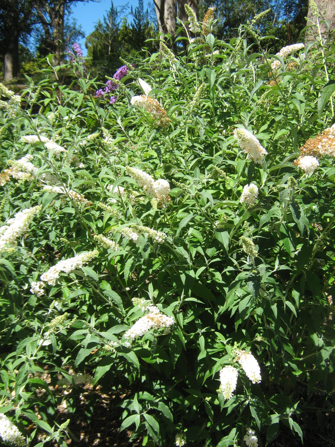 Buddleia fallowiana var alba in 68mm Super Tube – Trigg Plants