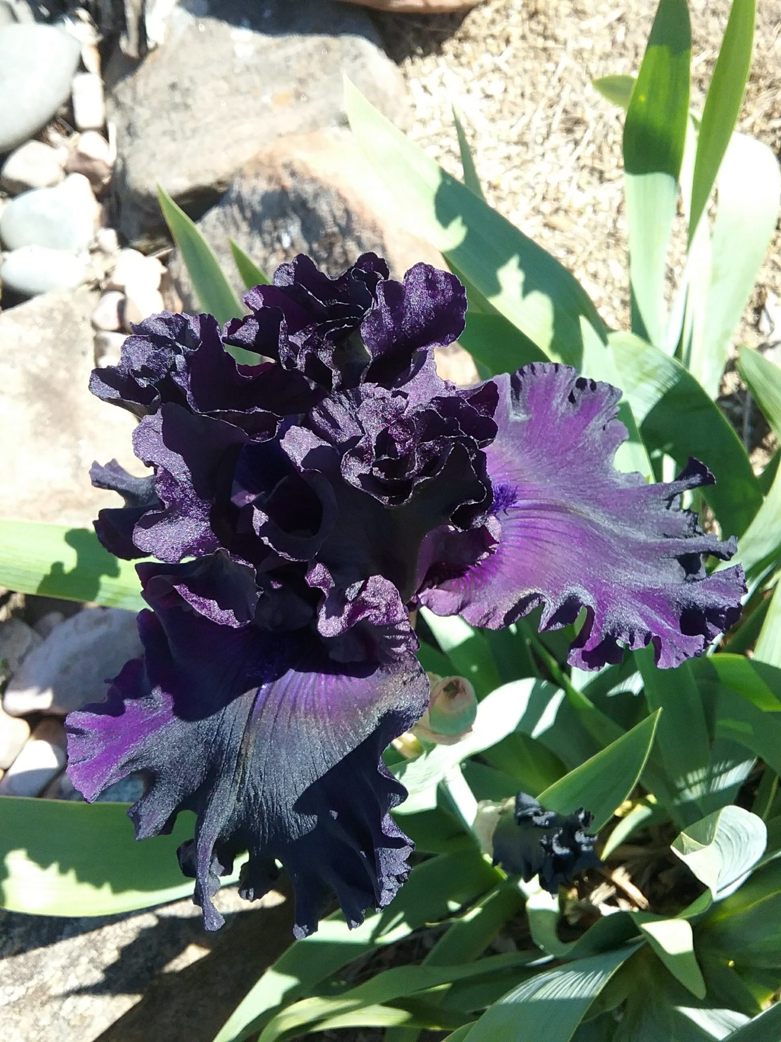 Tall Bearded Iris All Night Long (bare rooted rhizome) – Trigg Plants