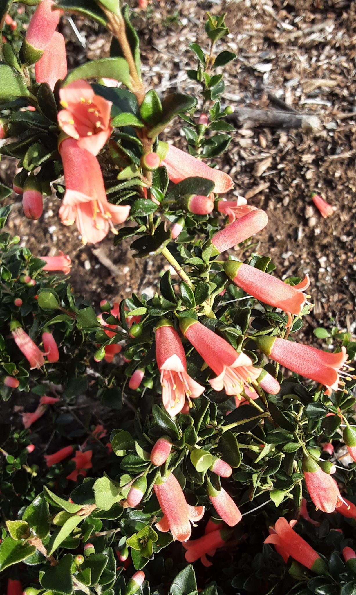 Correa pulchella orange form in 75mm Supergro Tube – Trigg Plants