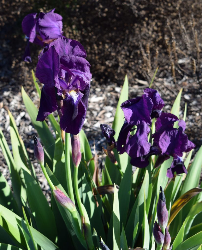 Intermediate Bearded Iris Kochii (bare rooted rhizome) – Trigg Plants